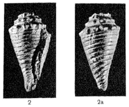 Conus tiaratus (Martin, 1931)